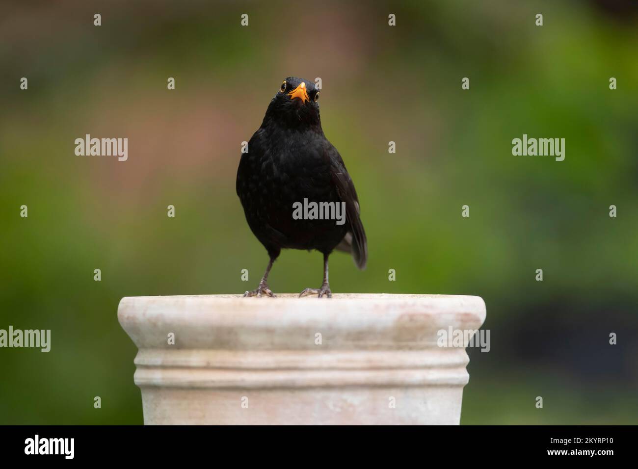 European blackbird (Turdus merula) adult male bird on a garden flower ...