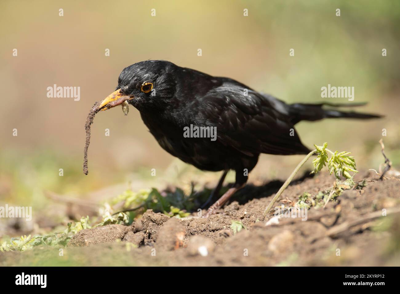 British bird catching worm hi-res stock photography and images - Alamy