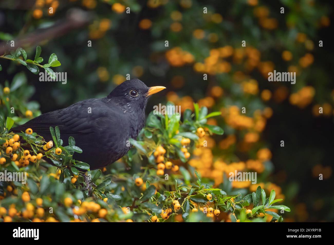 European blackbird (Turdus merula) adult male bird in a garden ...