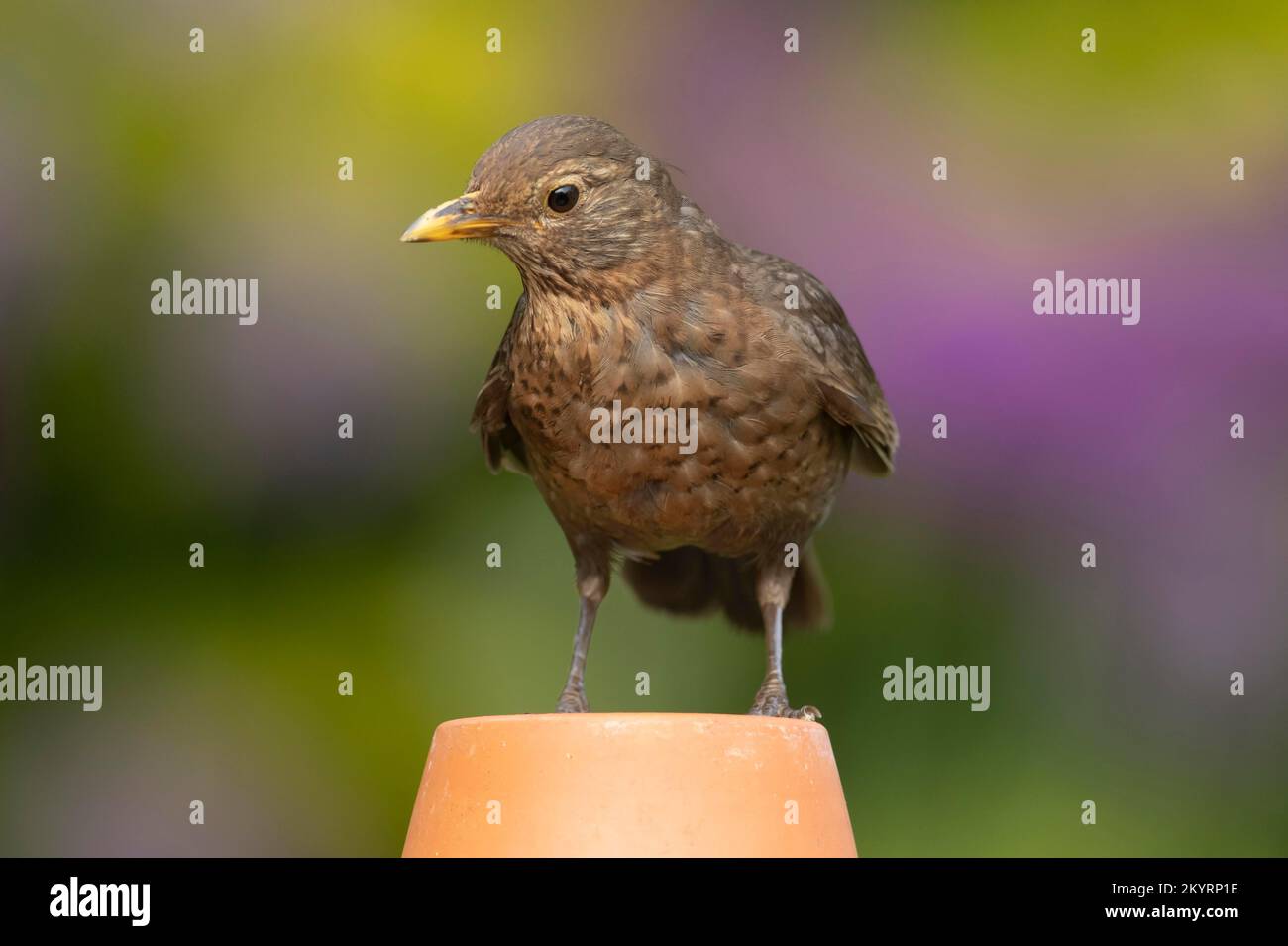 European blackbird (Turdus merula) adult female bird on a garden flower ...