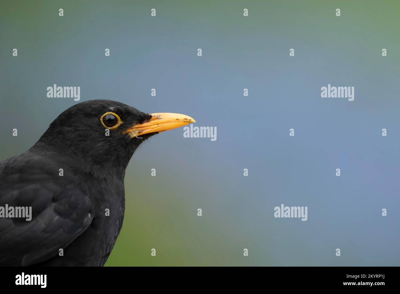 European blackbird (Turdus merula) adult male bird head portrait ...