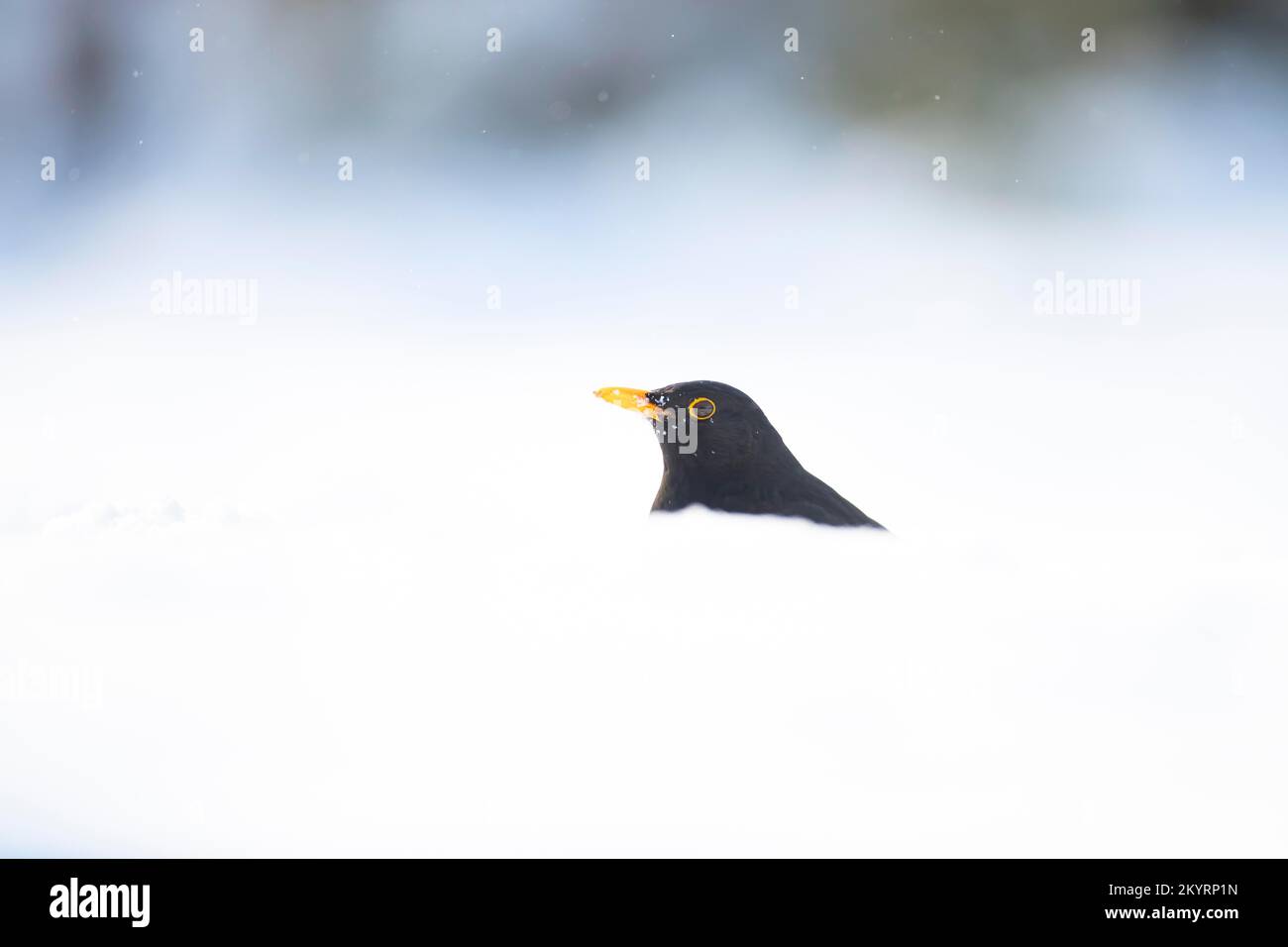 European blackbird (Turdus merula) adult male bird in a snow covered ...