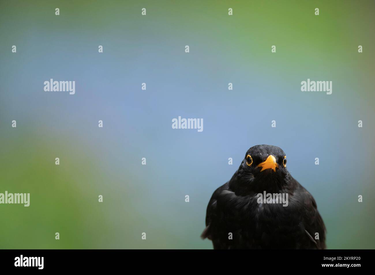 European blackbird (Turdus merula) adult male bird head portrait ...