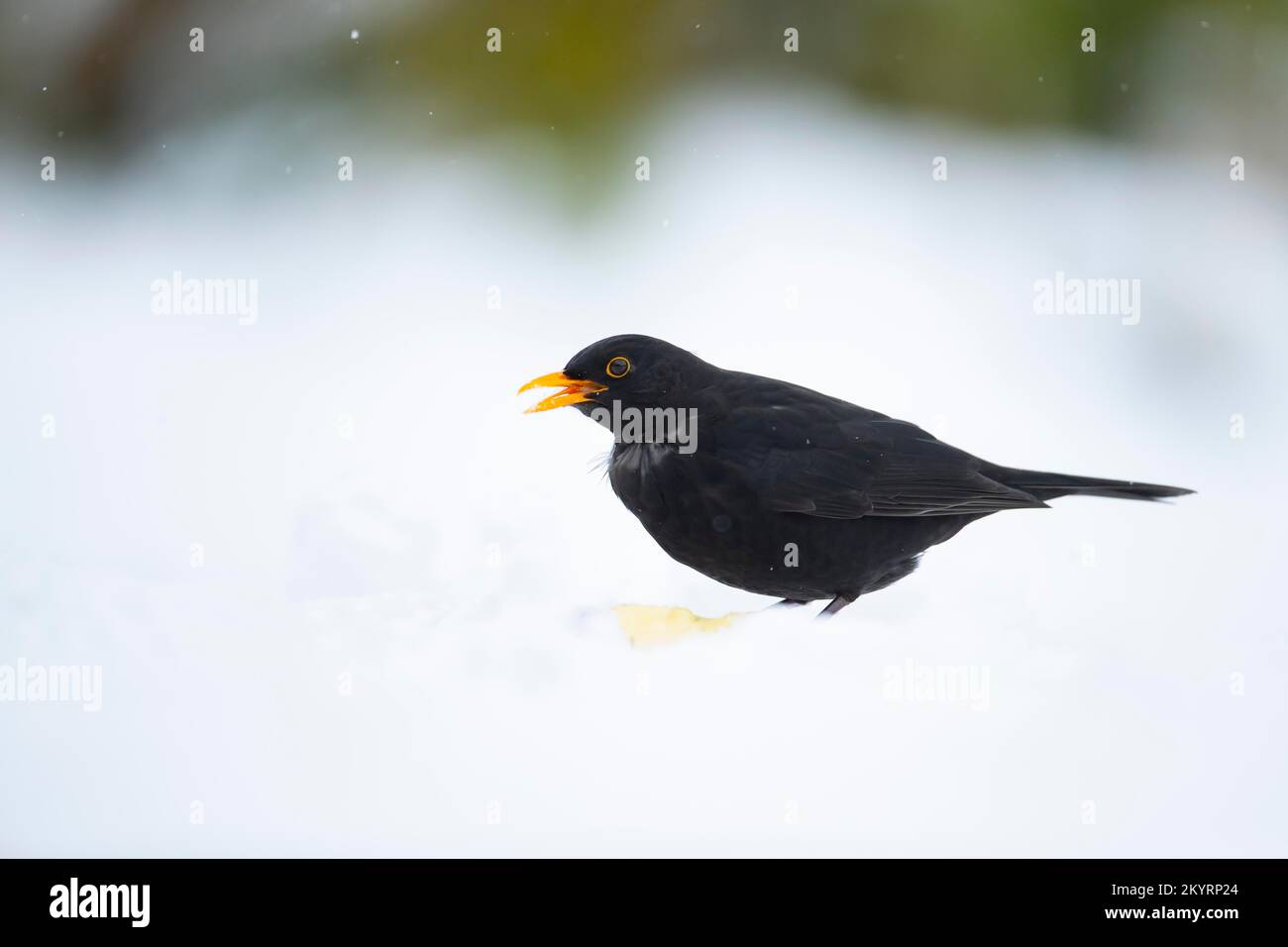 European blackbird (Turdus merula) adult male bird in a snow covered ...
