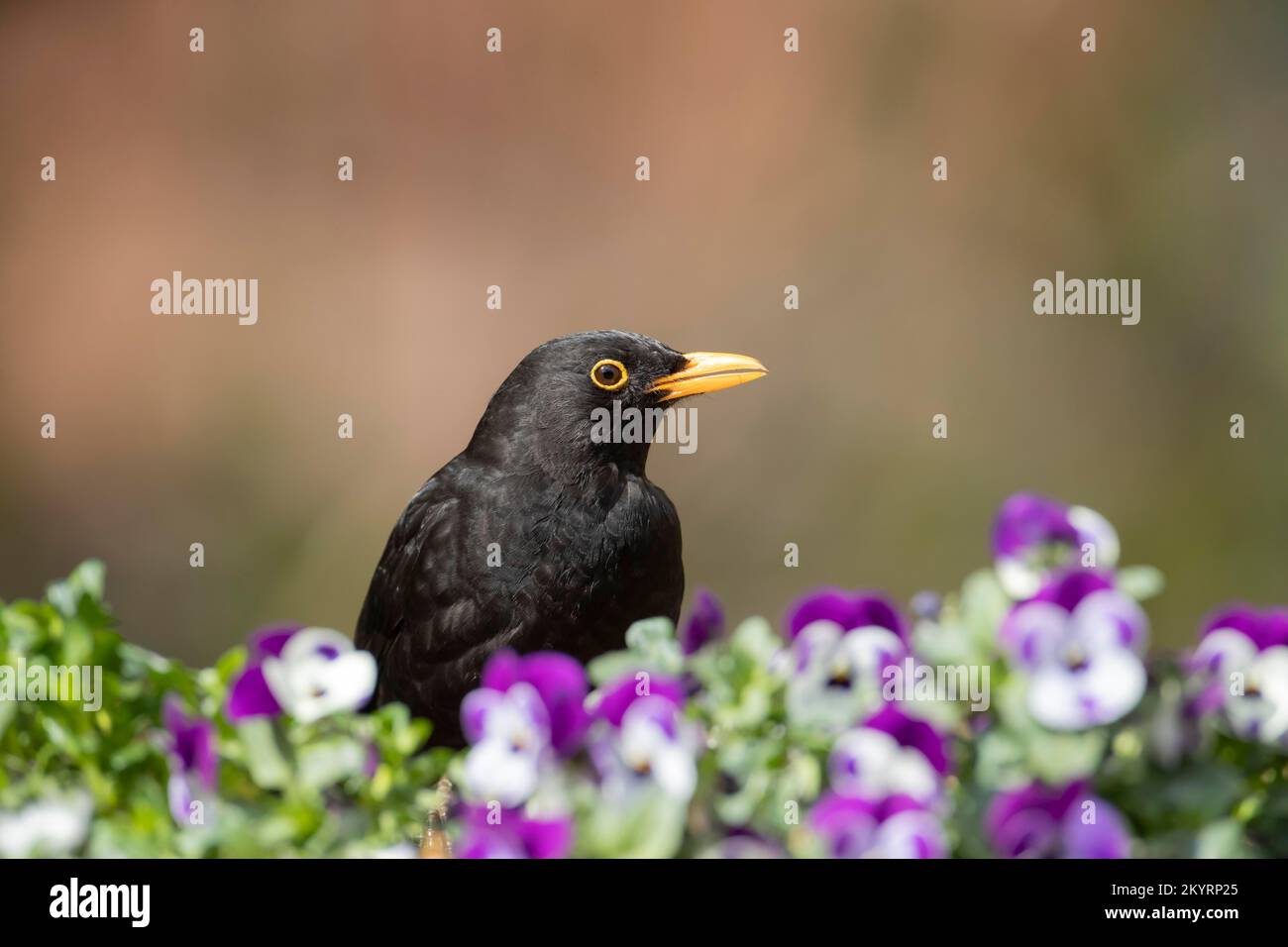 European blackbird (Turdus merula) adult male bird on a garden flower ...