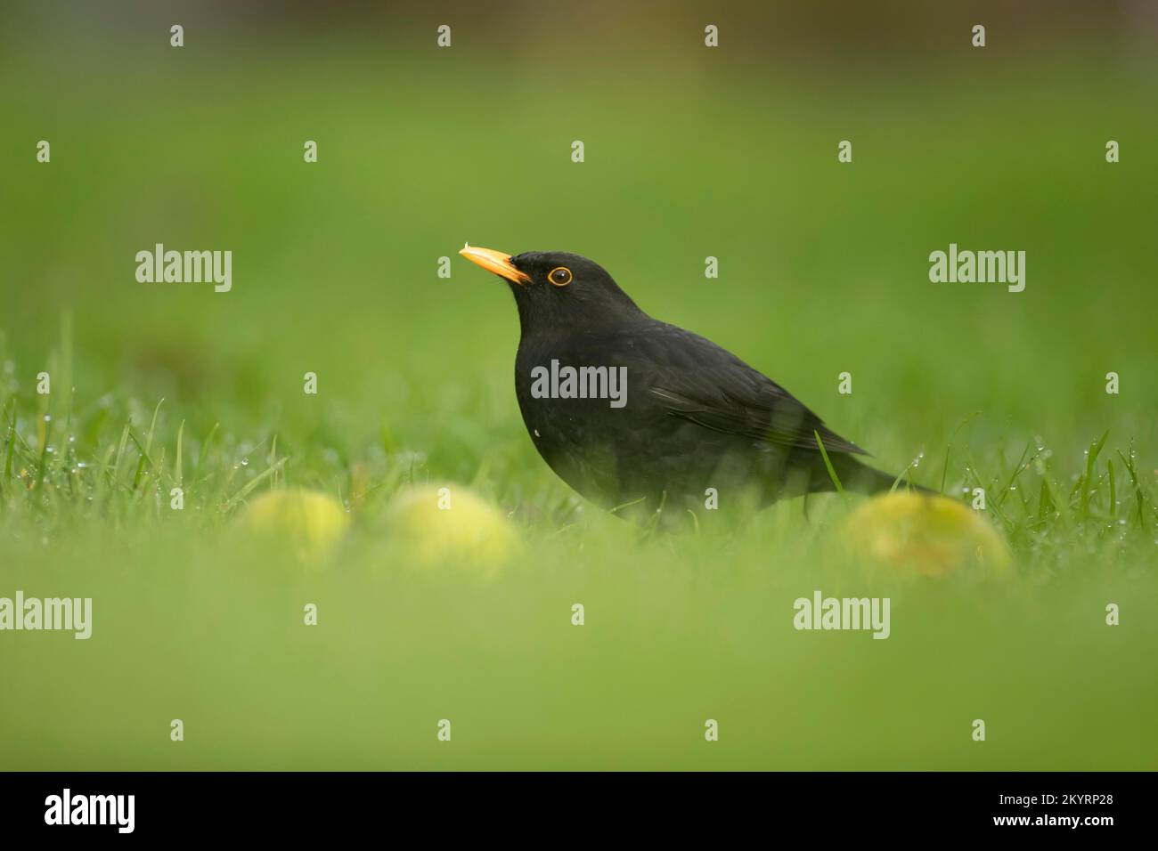 European blackbird (Turdus merula) adult male bird on a garden lawn ...