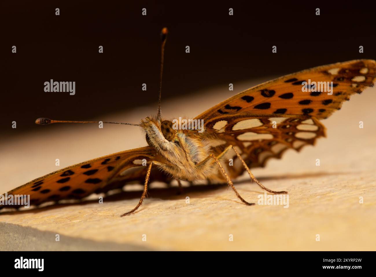 Small pearl butterfly butterfly with open wings sitting on stone slab ...