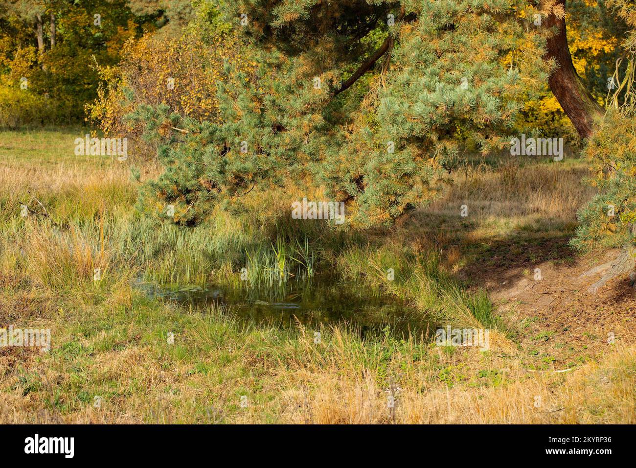 Source Sandharlandener Heide Water surface in grassland next to pine ...