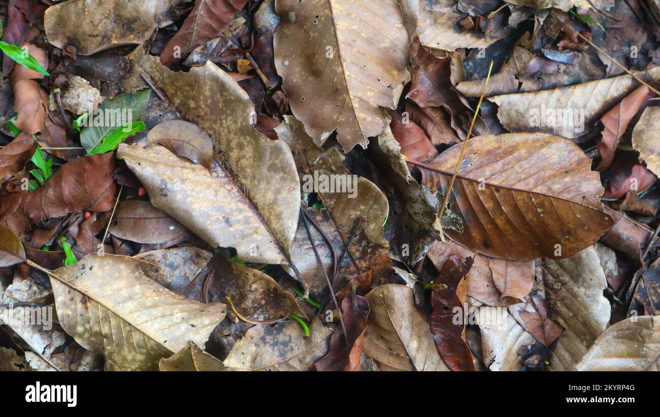 dry leaves on the ground falling from trees Stock Photo - Alamy