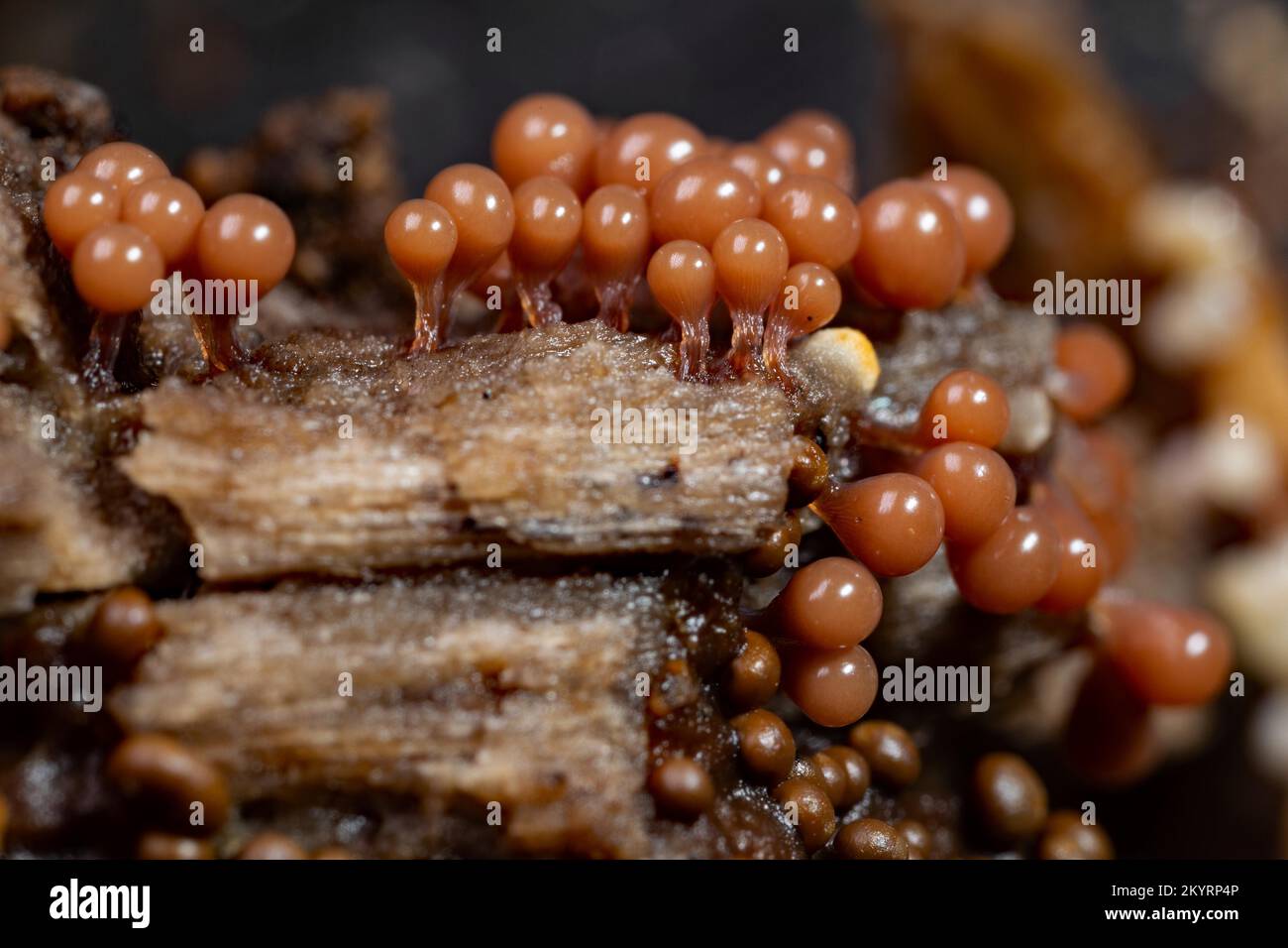 Red-headed slime mould many conical red-brown fruiting bodies next to ...