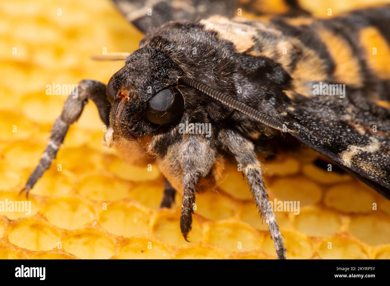 Death's-head hawk moth head portrait sitting on honeycomb left looking ...