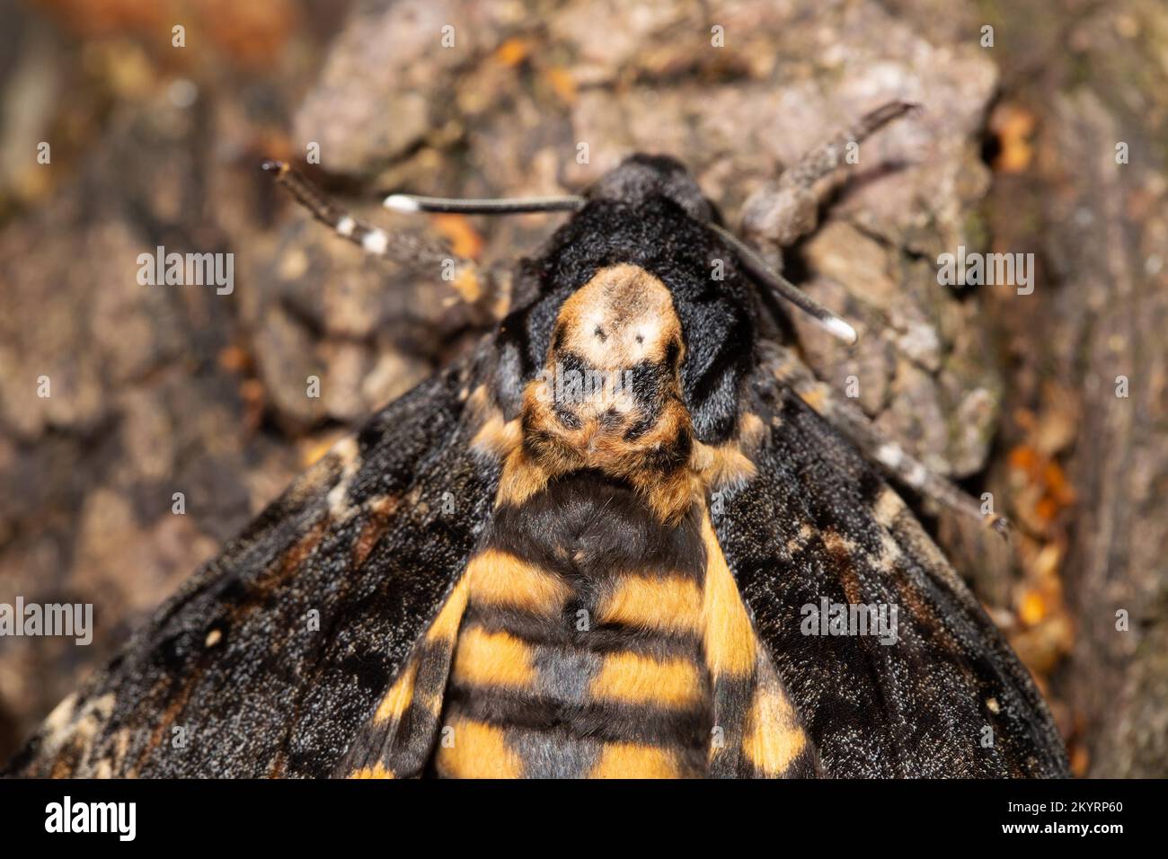 Death's head hawk hi-res stock photography and images - Alamy