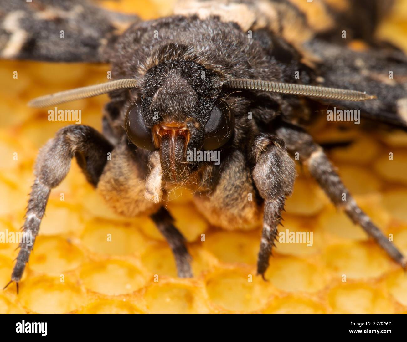 Death's-head hawk moth head portrait sitting on honeycomb from the ...