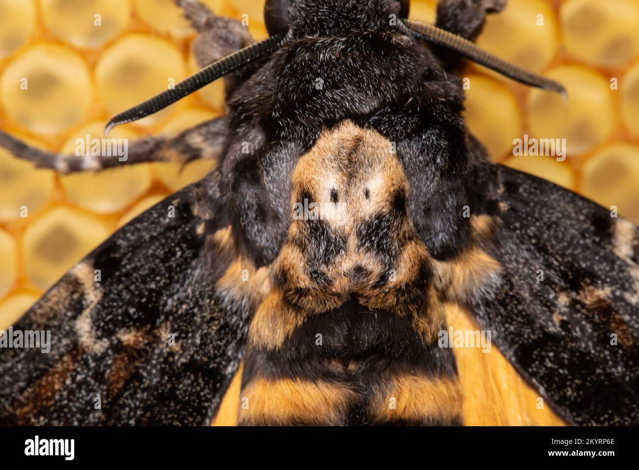 Death's-head moth head portrait sitting on honeycomb from behind Stock ...