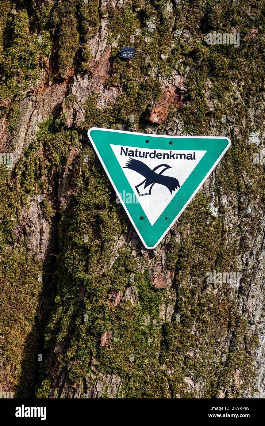 Information sign, natural monument on lime tree (Tilia), near Altusried ...