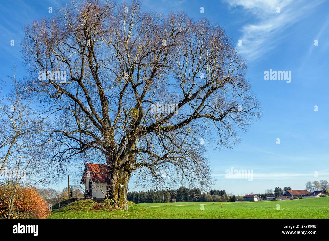 Small chapel next to natural monument lime tree (Tilia), near Altusried ...