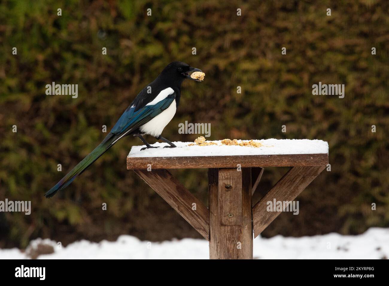 Magpie with food in beak standing on wooden plate with food looking ...