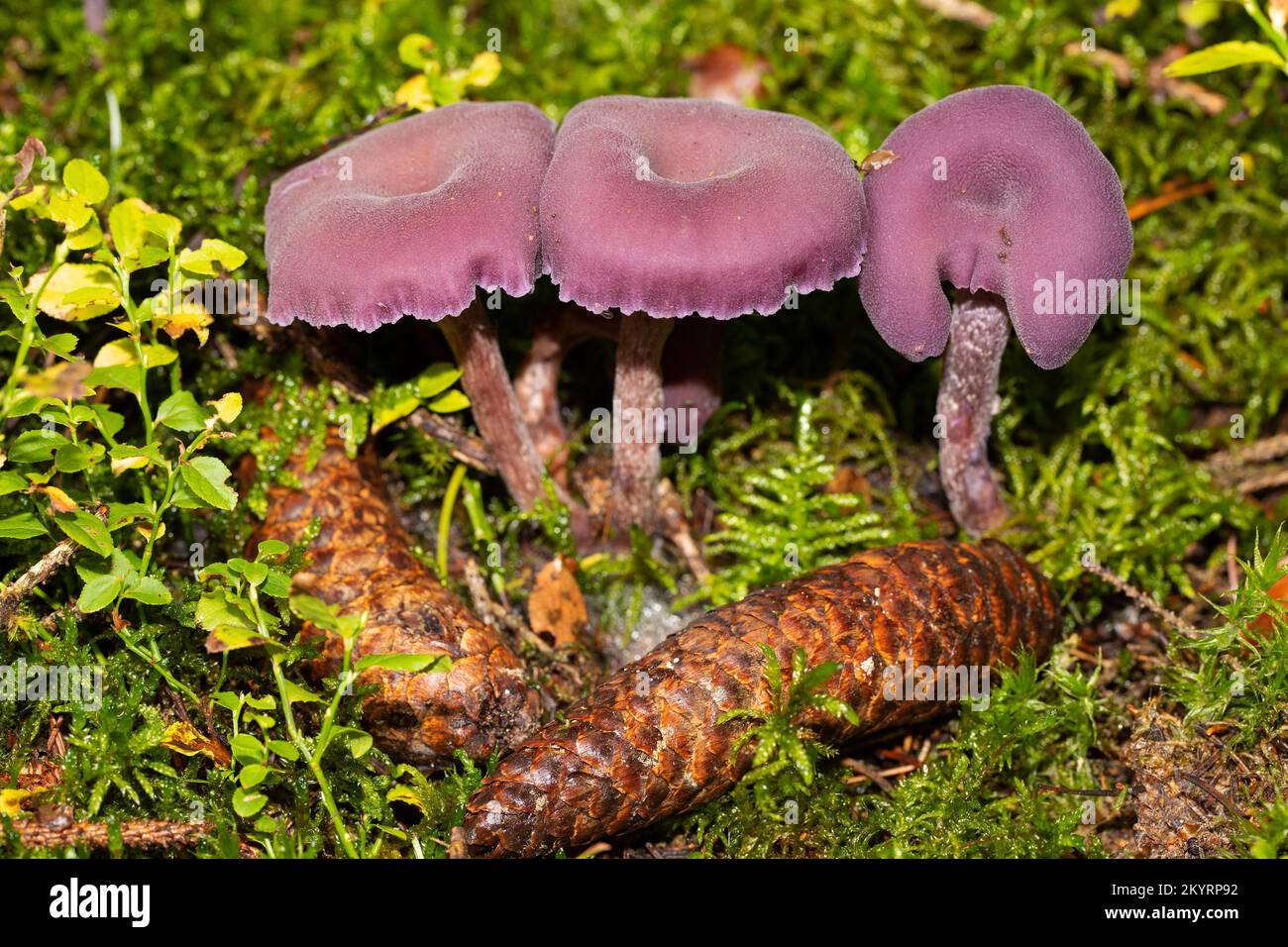 Three fruiting bodies with purple stems and caps next to spruce cones ...