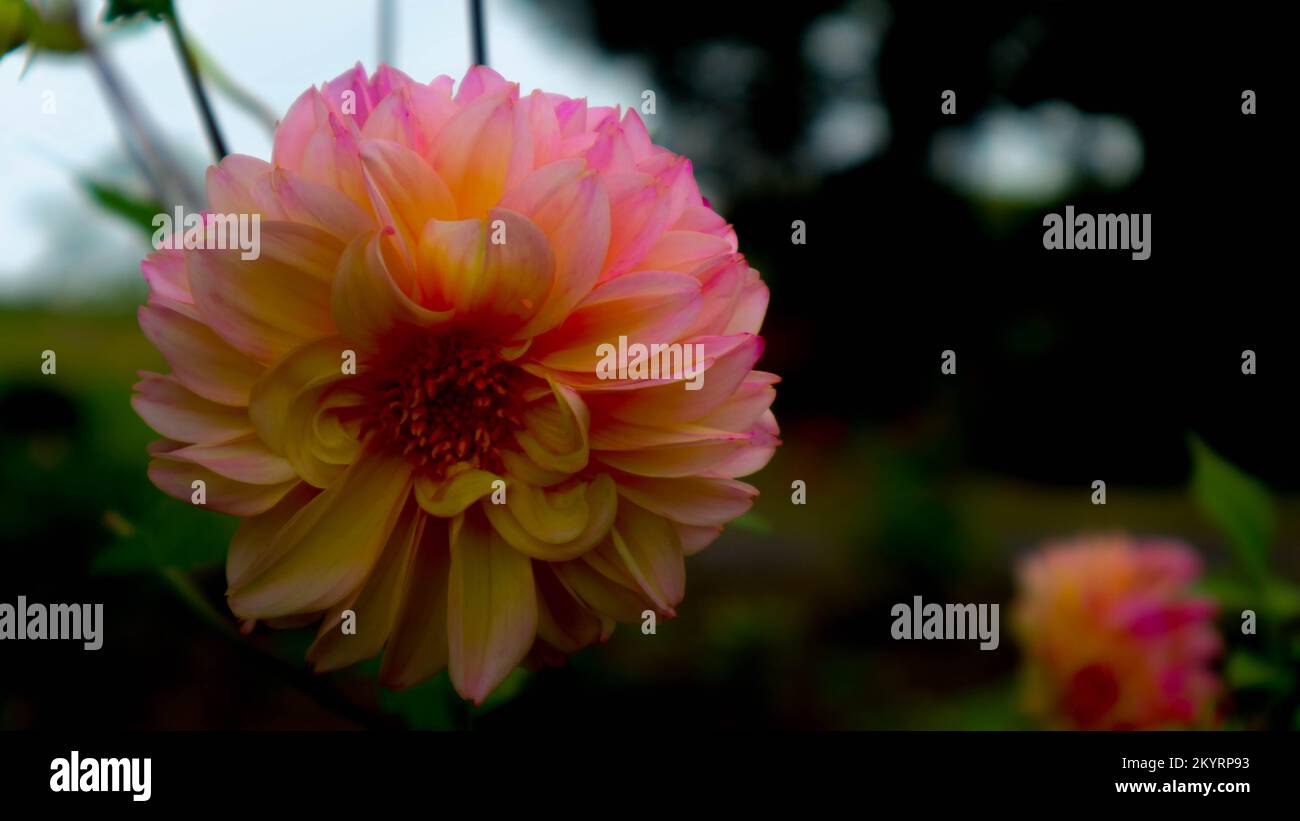 beautiful and amazing yellow Dahlia pinata flower Stock Photo - Alamy