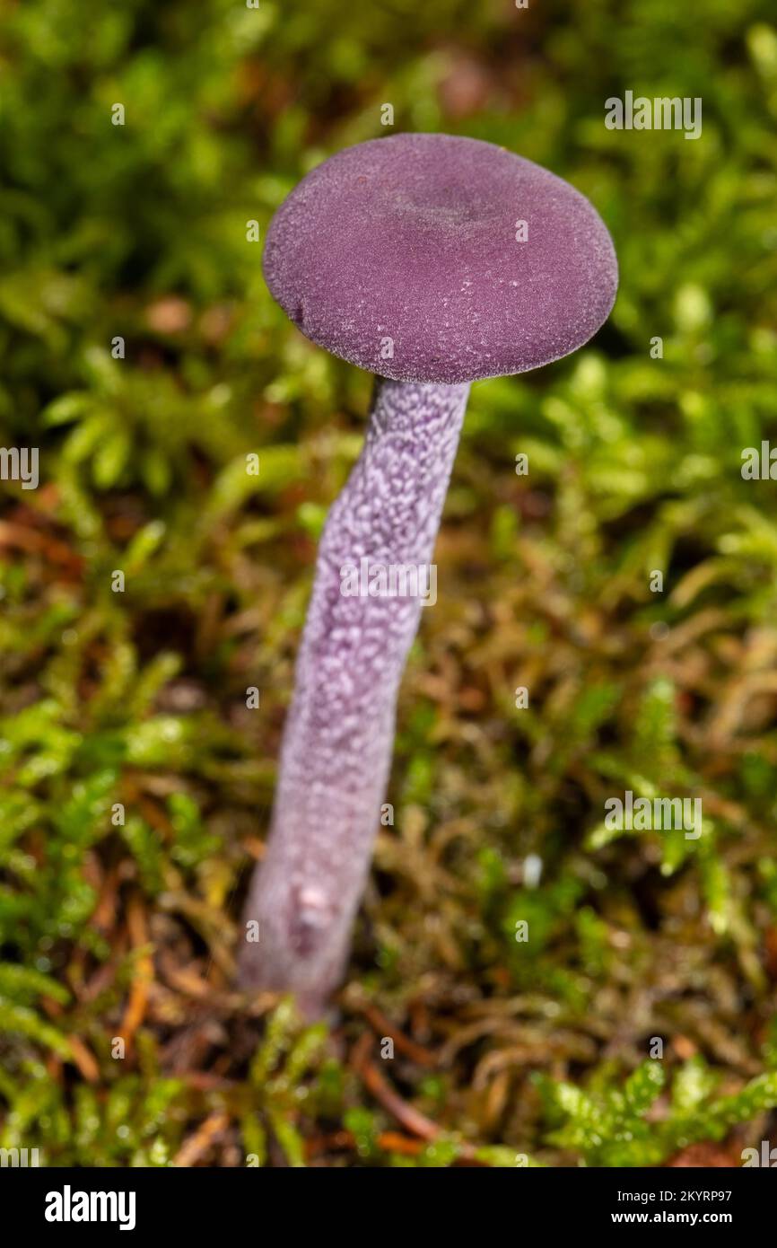 Violet varnish funnel cake Fruiting body with purple stalk and cap in ...
