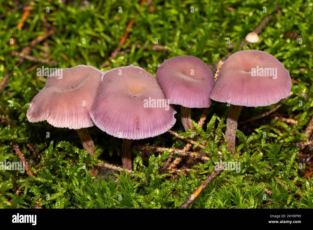Four fruiting bodies side by side with purple stems and hats in green ...