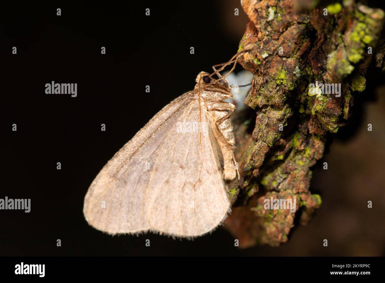 Small frost moth male moth with closed wings hanging on branch seen on ...