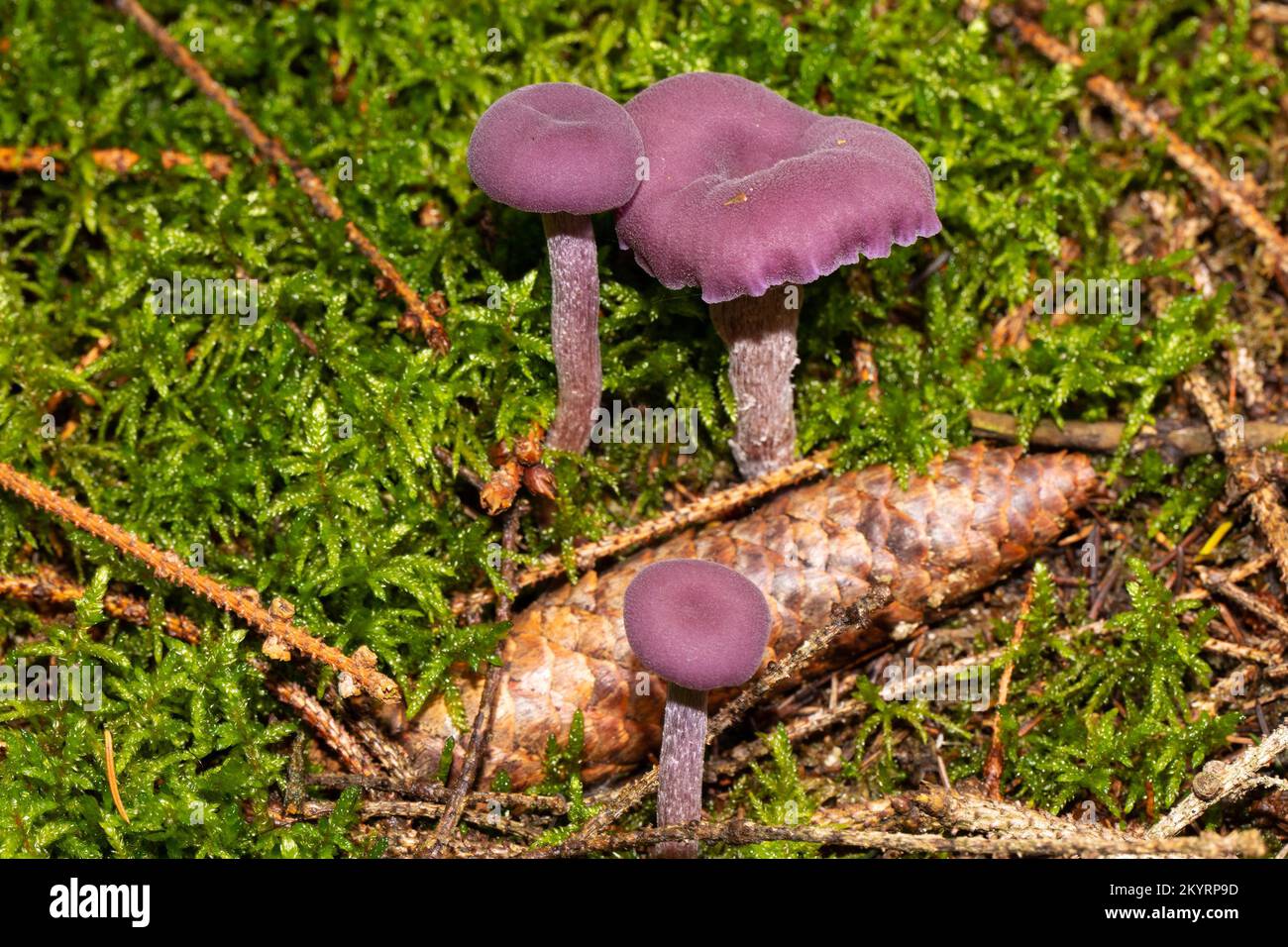 Cone stem hi-res stock photography and images - Alamy