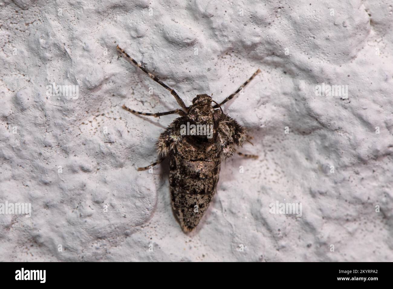 Small frost moth female moth sitting on white wall from behind Stock ...