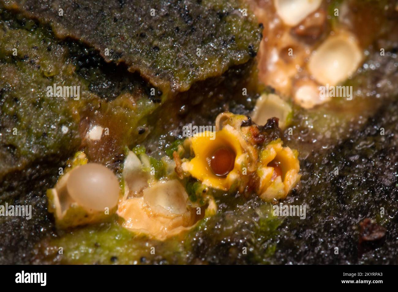 Sphaerobolus some yellow opened fruiting bodies next to each other with ...