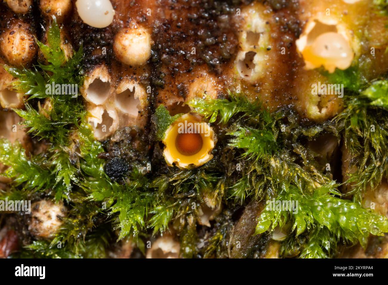 Sphaerobolus some yellow opened fruiting bodies next to each other with ...