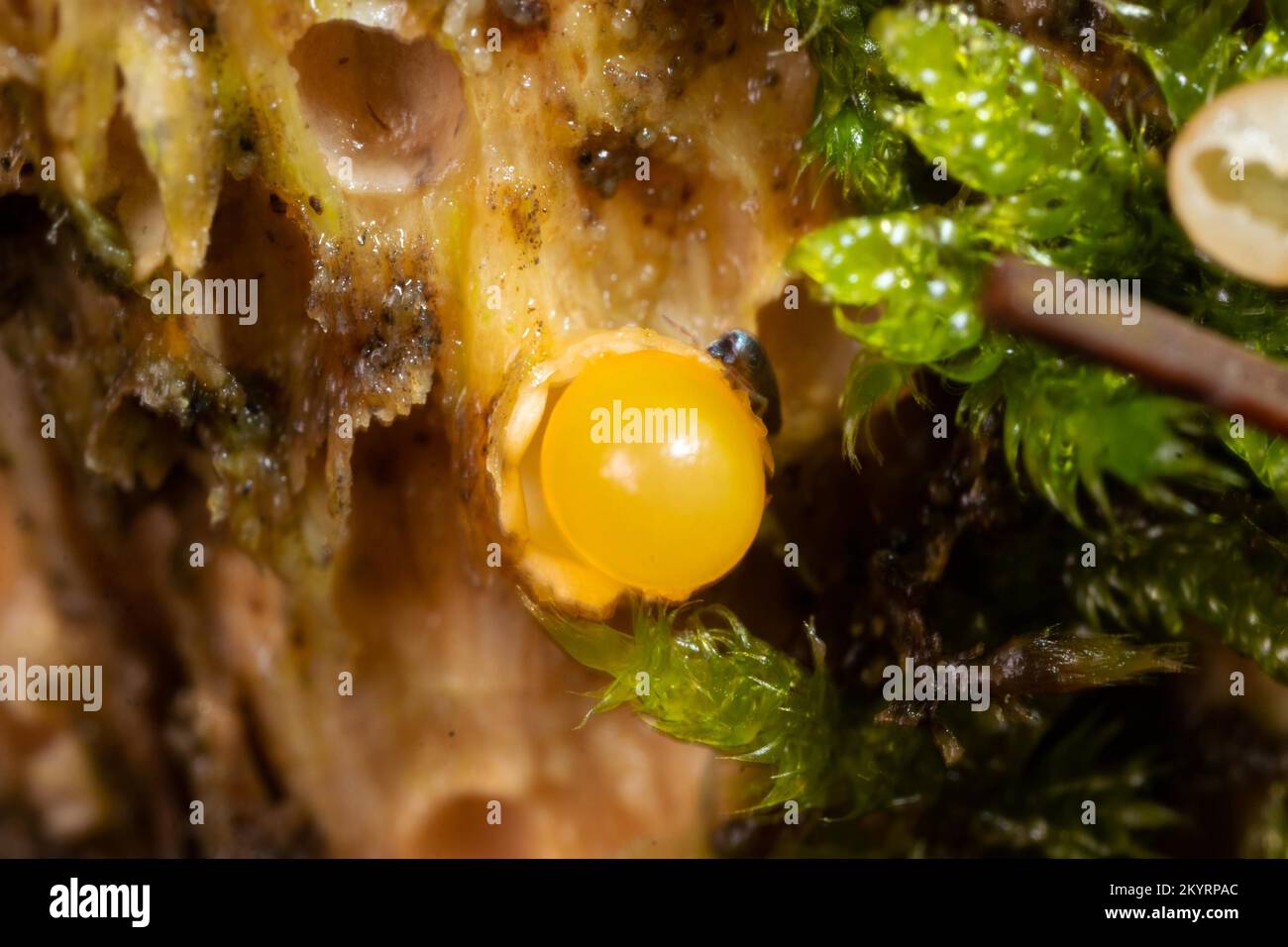 Tree trunk container hi-res stock photography and images - Alamy