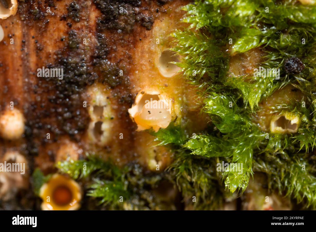 Ball-thrower fruiting body with yellow spore container on rotten tree ...