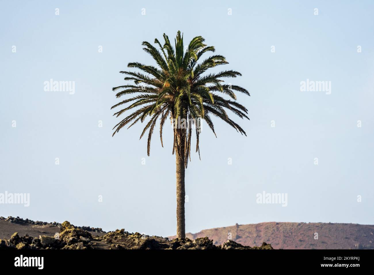 Lonely palm tree on volcanic rocks. Lanzarote, Canary Islands. Spain ...