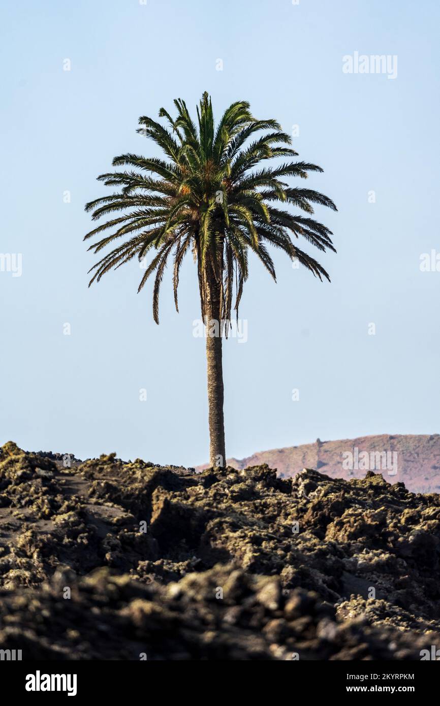 Lonely palm tree on volcanic rocks. Lanzarote, Canary Islands. Spain ...