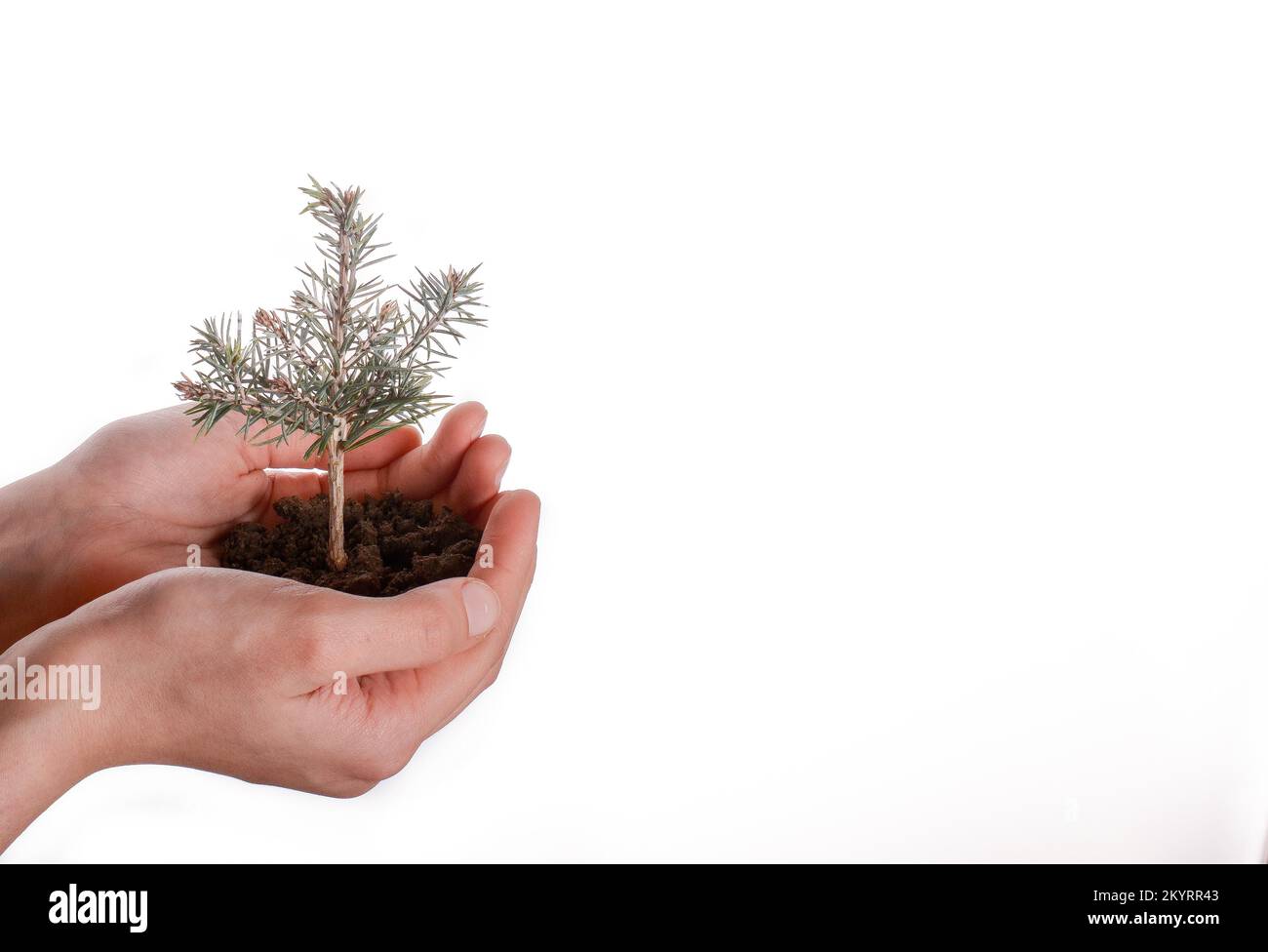 Hand with tree seedling hi-res stock photography and images - Alamy