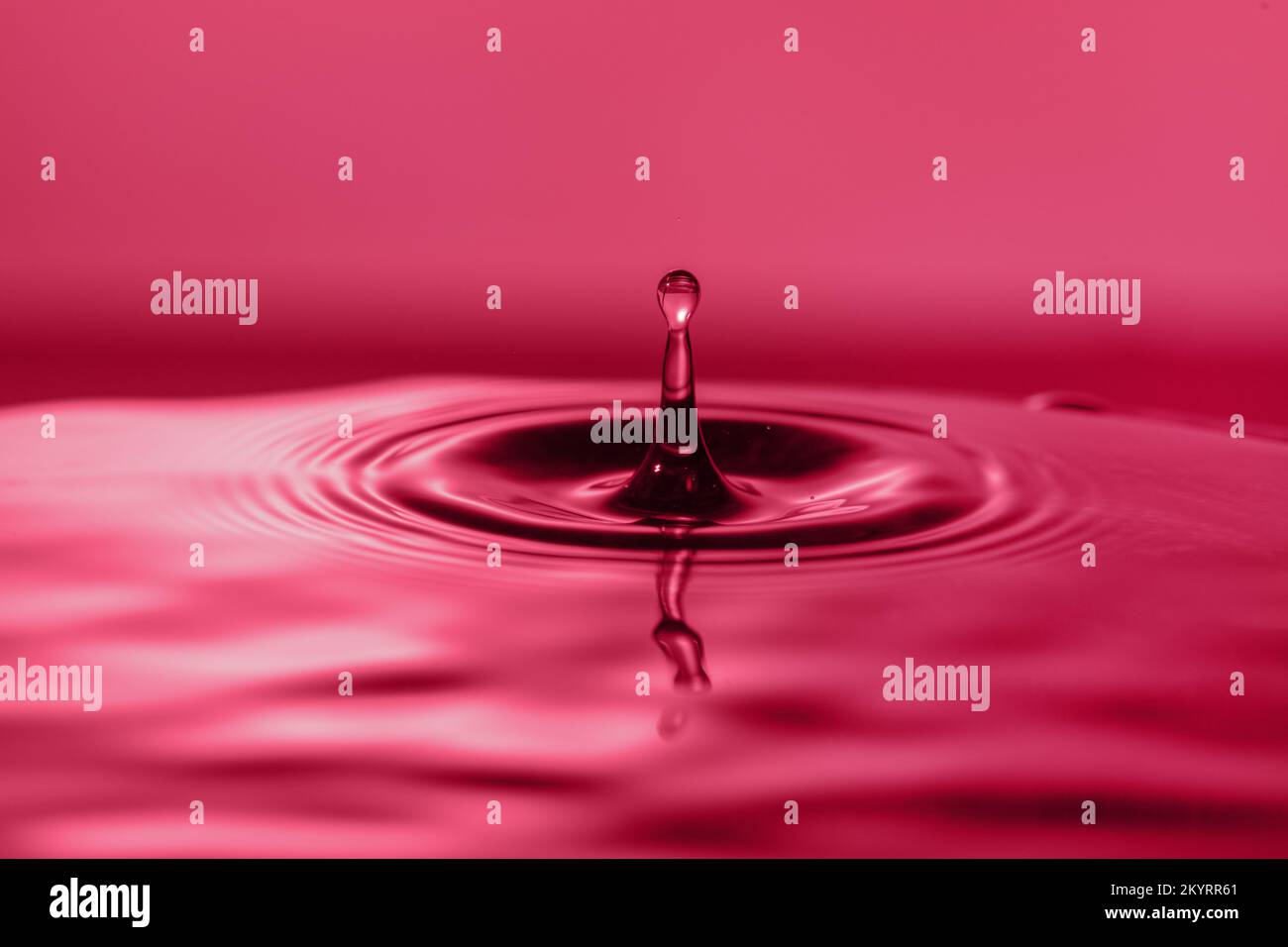 A drop of water in magenta color. Large, front view. Color of the year ...