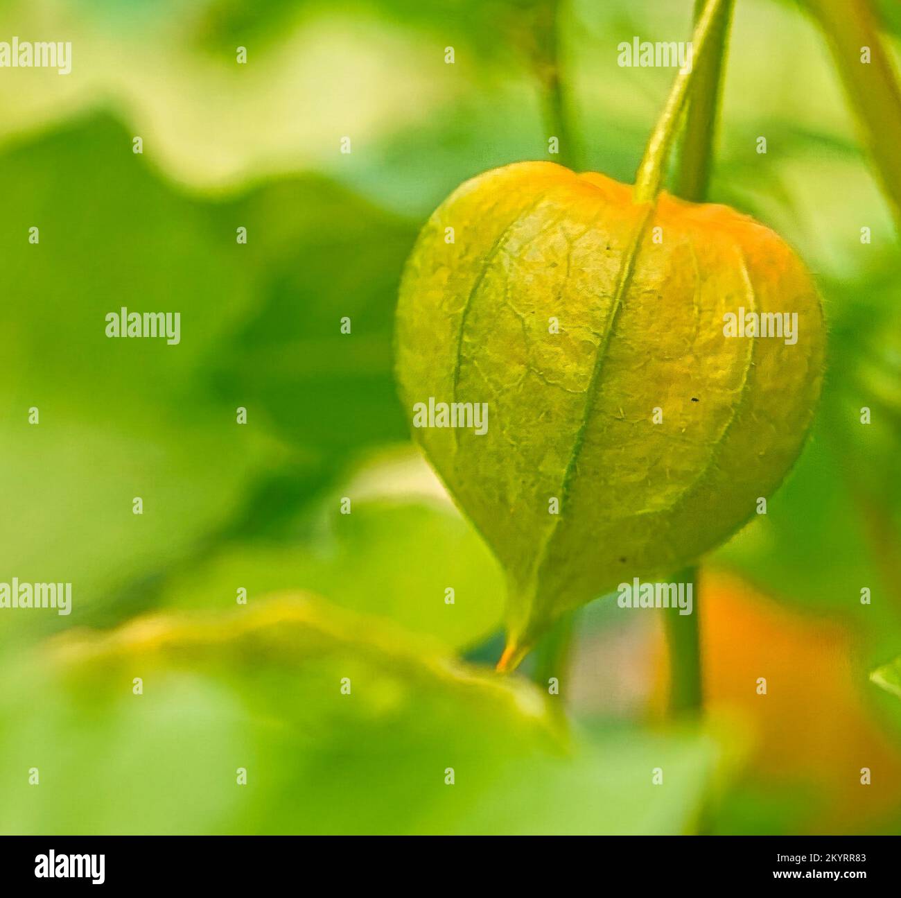 Not ripe physalis, cape gooseberry hangs on the bush. Orange fruit with ...