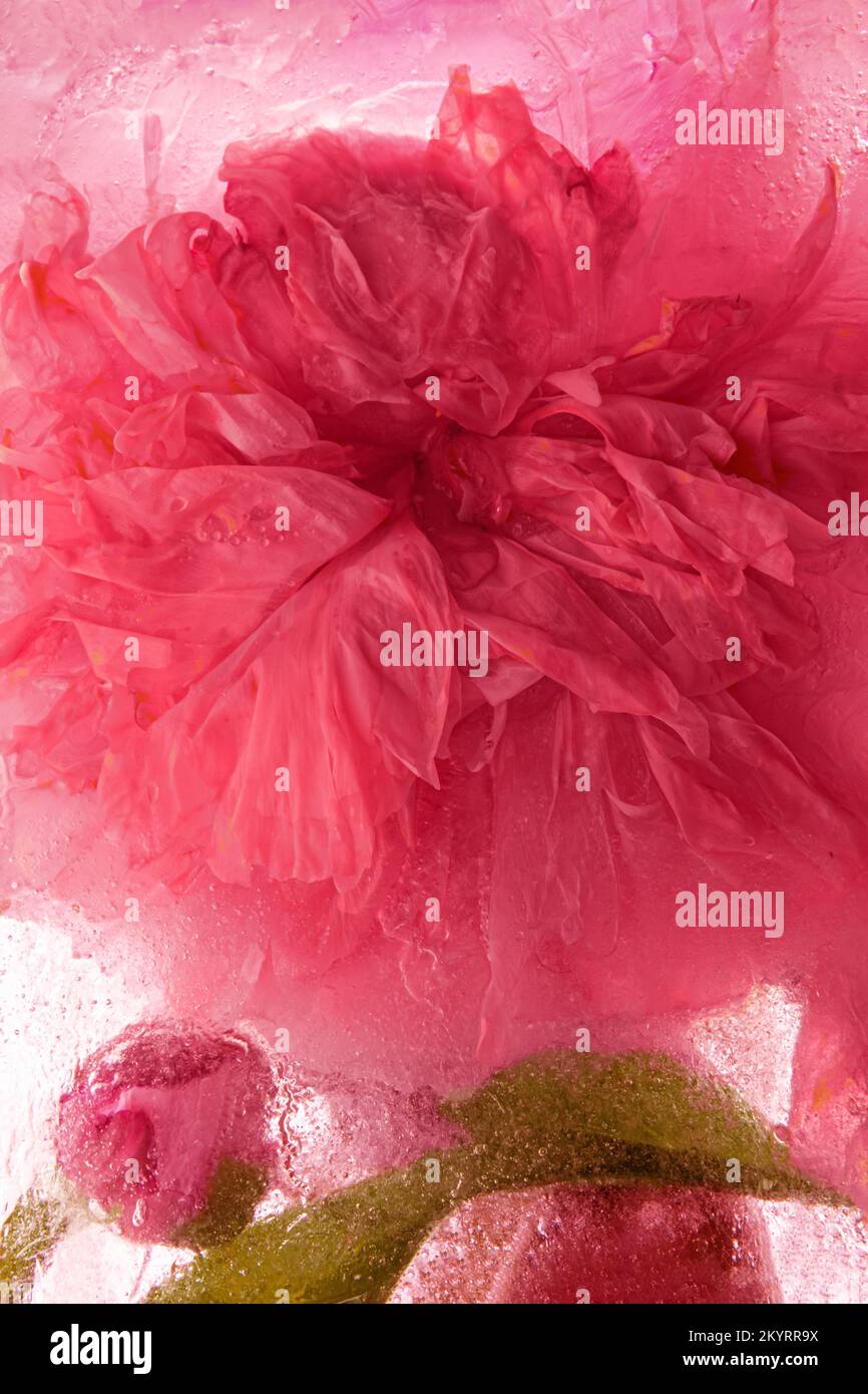 Peony flower soaked in water. Peony flower in ice in magenta color ...