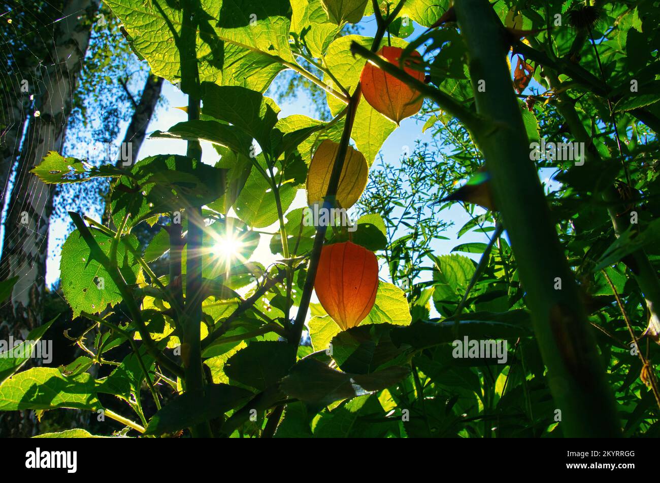 Sun rays shine through bushes of physalis, cape gooseberry. Orange ...