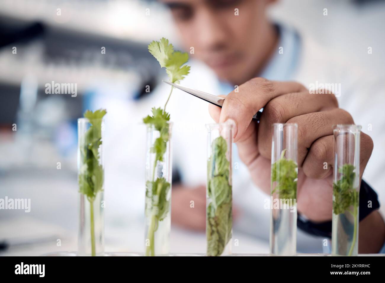 Ecology research, science and hand of scientist in a lab studying ...