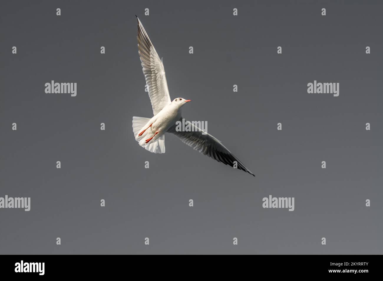 Single seagull flying in a blue sky background Stock Photo - Alamy