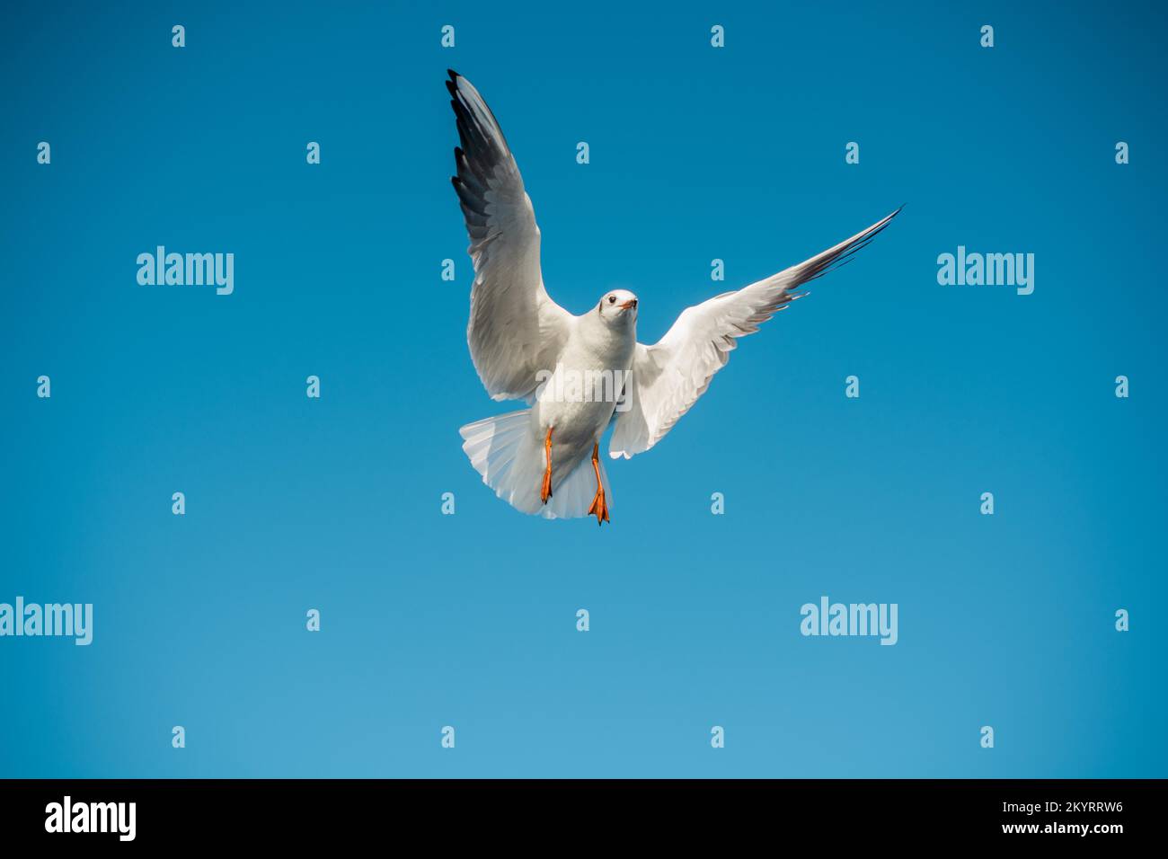 Single seagull flying in a blue sky background Stock Photo - Alamy