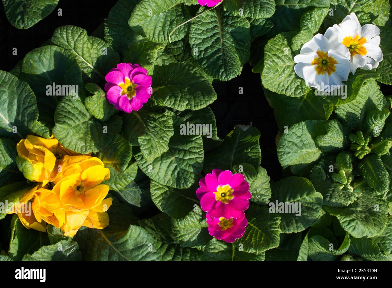 Beautiful fresh flowers as a nature background Stock Photo - Alamy