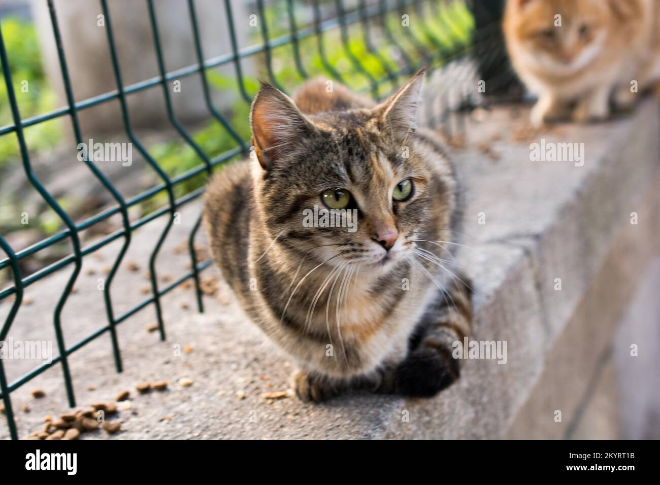 Portrait of a homeless street cats in the street Stock Photo - Alamy