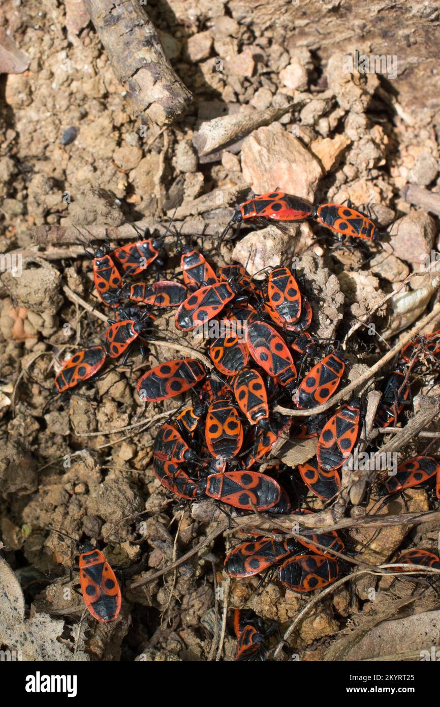 The firebug (Pyrrhocoris apterus), insect of the family Pyrrhocoridae ...