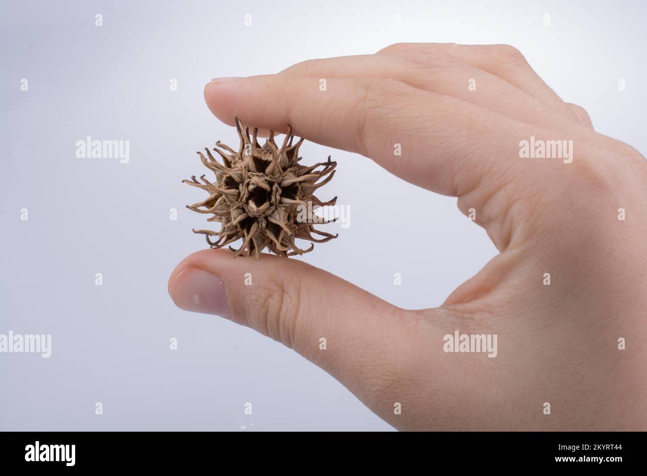 Hand holding brown pod hi-res stock photography and images - Alamy