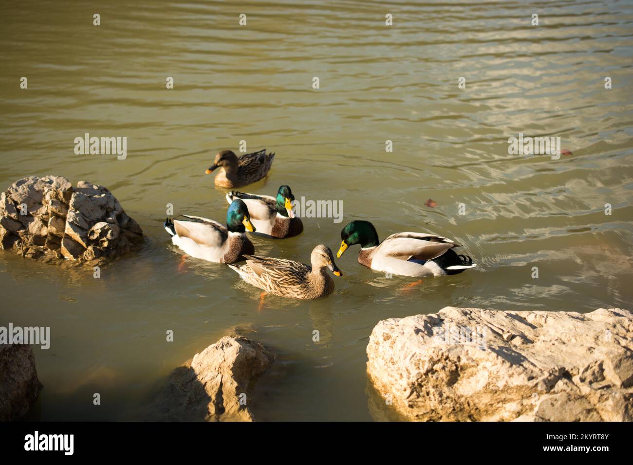 Lonely ducks swimming in the pond Stock Photo - Alamy