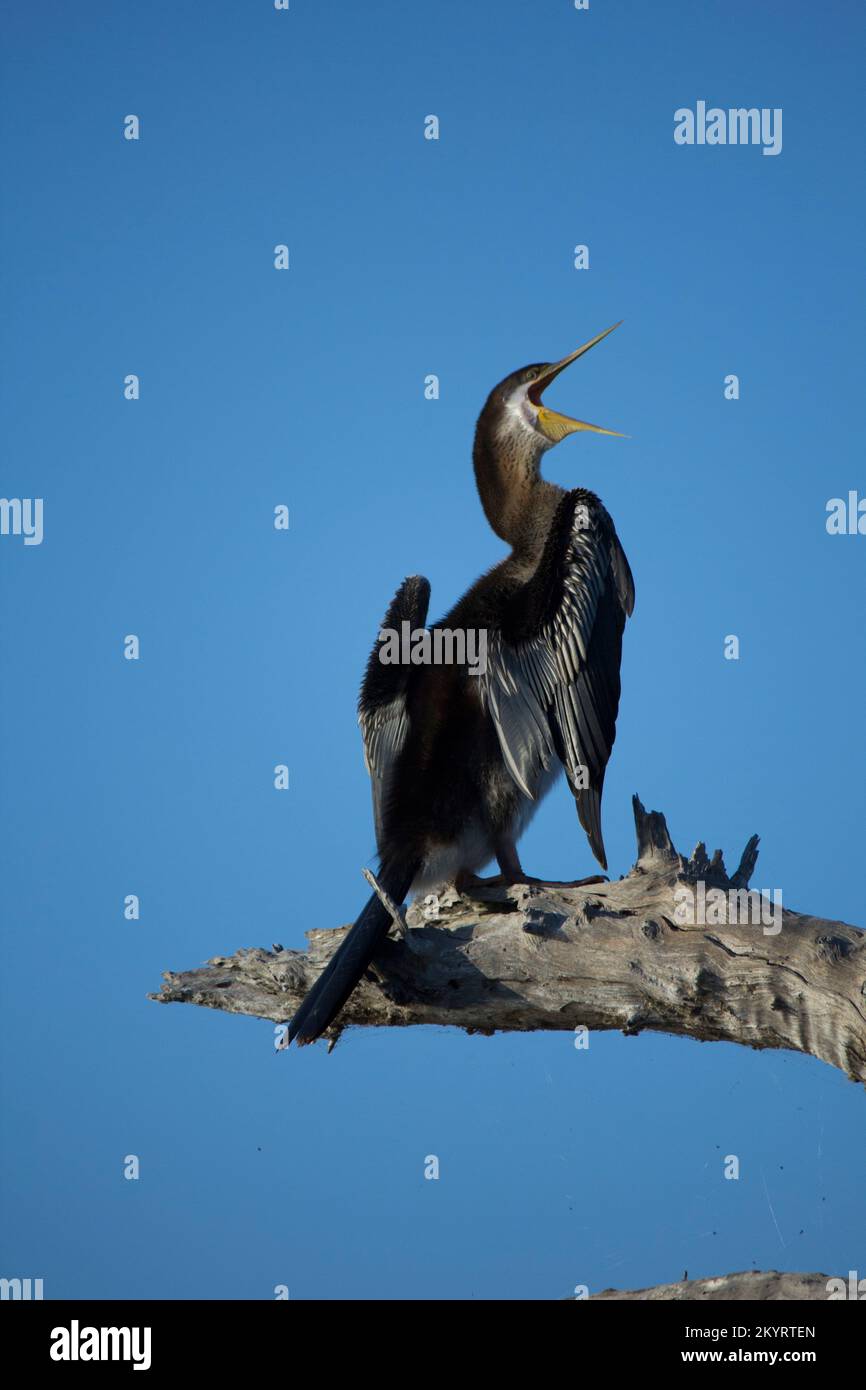 A Darter calls while drying it's wings.Anhinga melanogaste Male ...