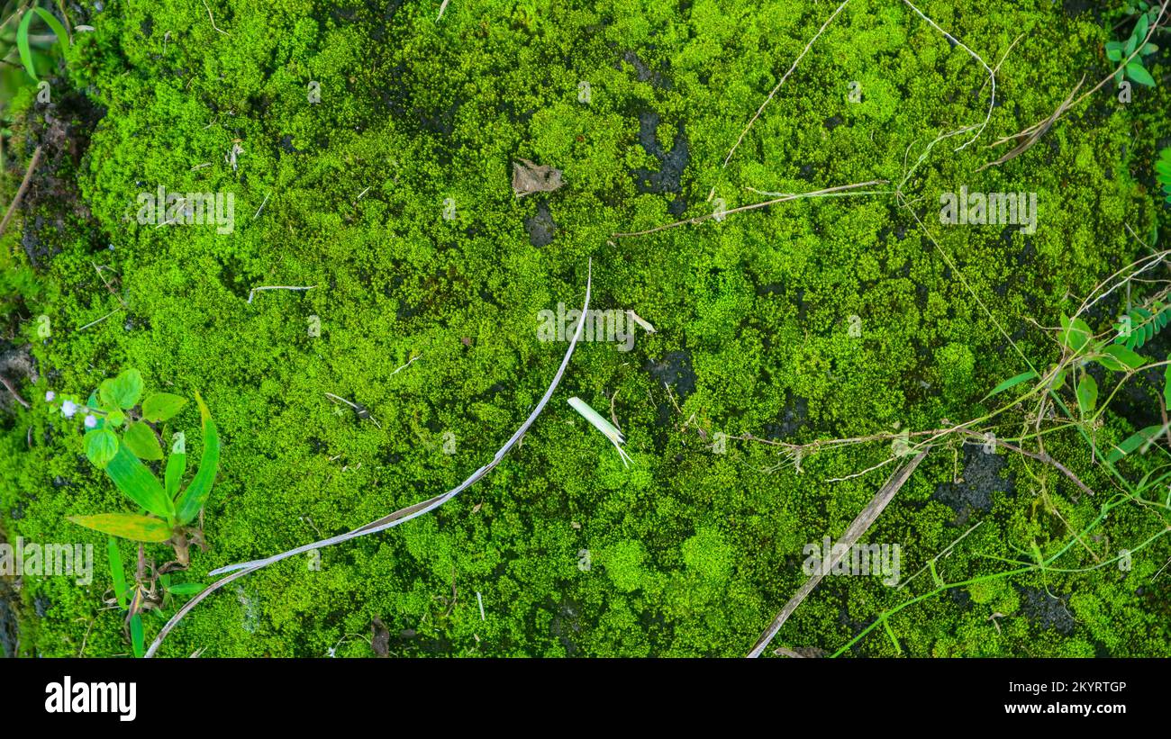mossy concrete and overgrown with weeds Stock Photo - Alamy