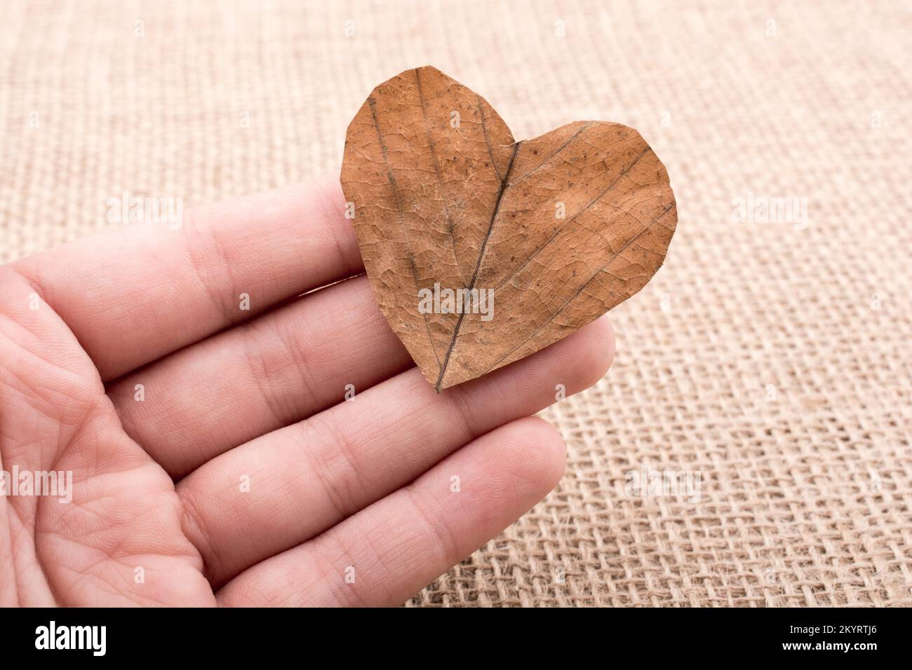Leaf in hand hi-res stock photography and images - Alamy